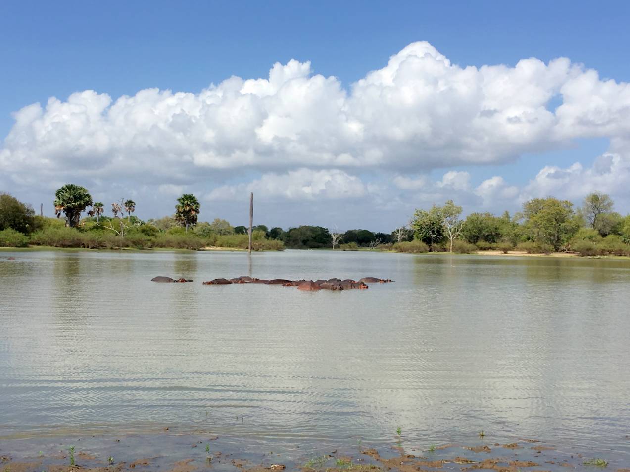 Selous Game Reserve Safari: A Tanzania Experience You Must Try